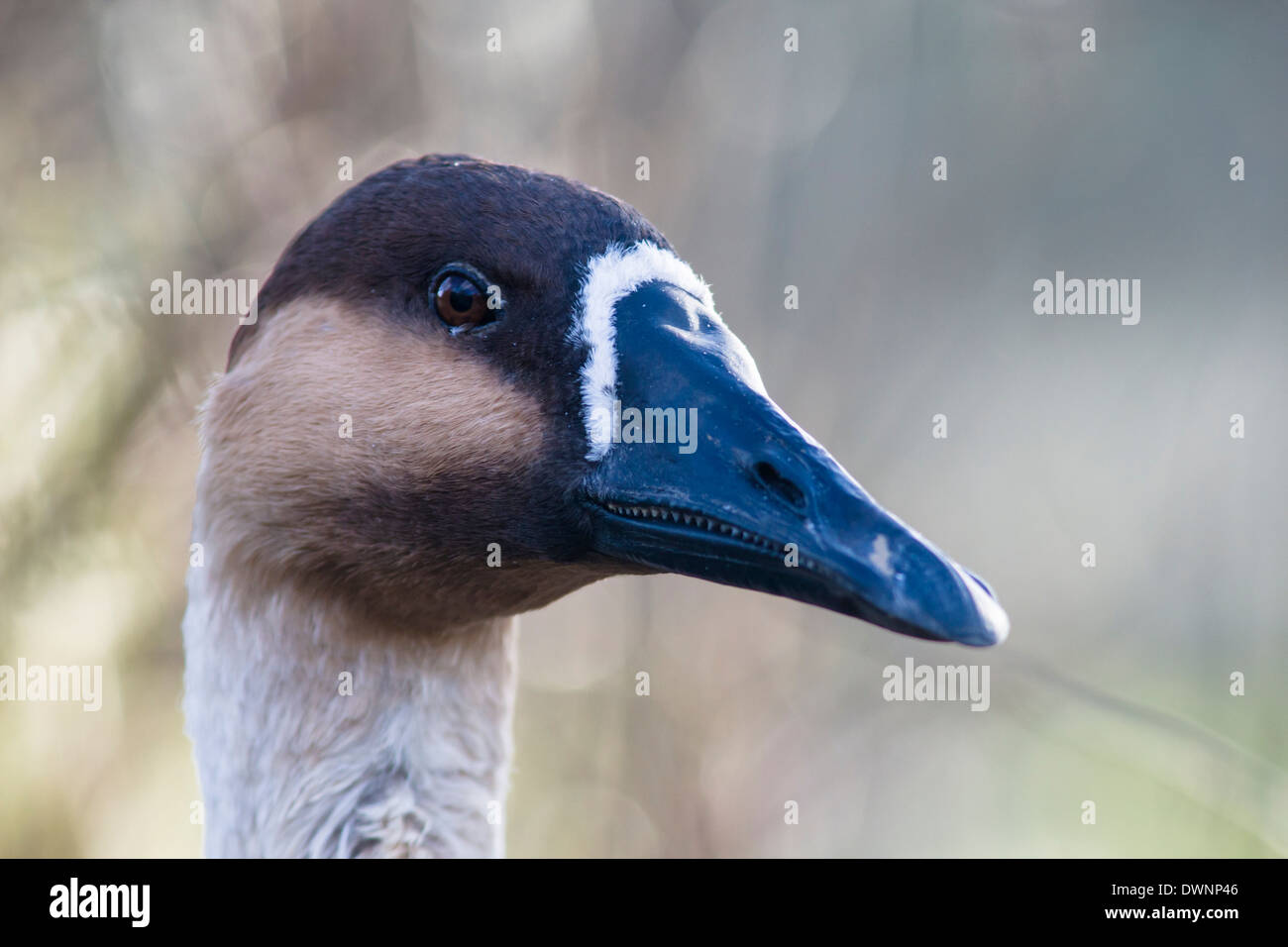 Swan goose (Anser cygnoides) also known as grey Chinese goose Stock ...