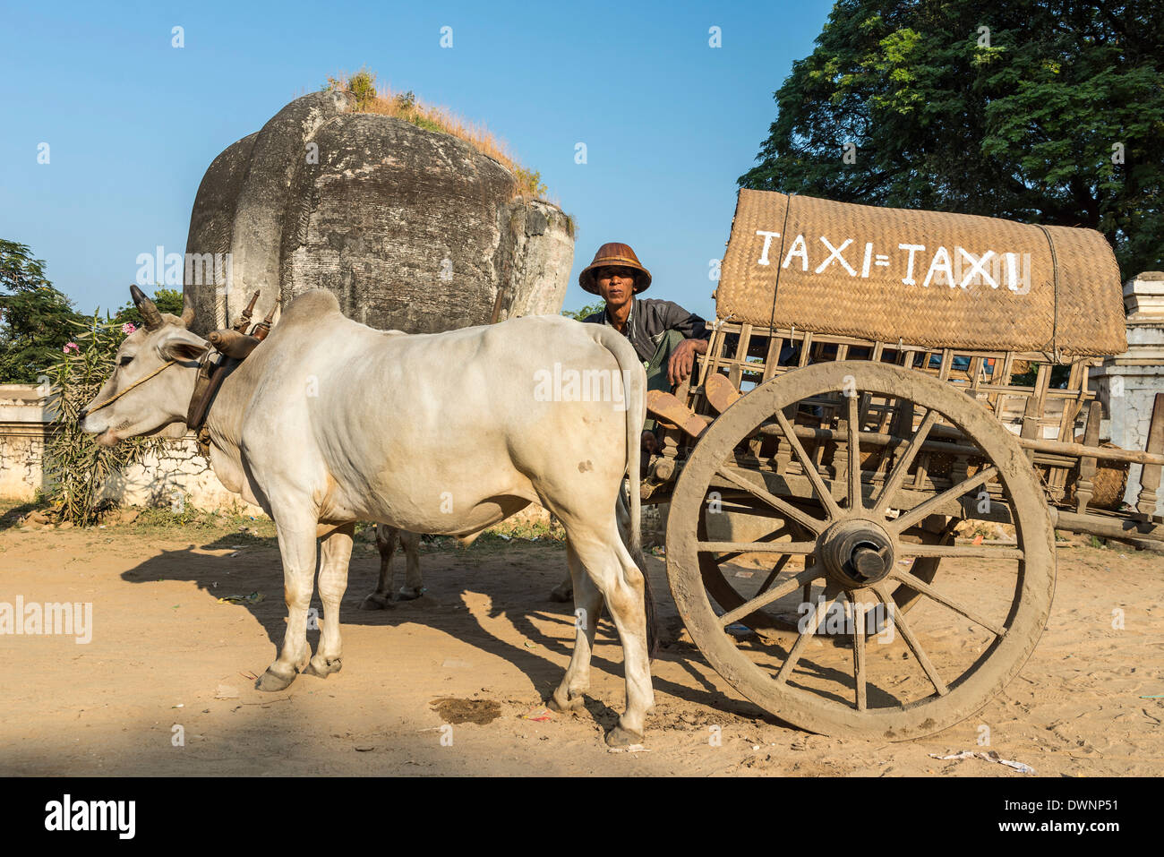 Draught Oxen High Resolution Stock Photography and Images - Alamy