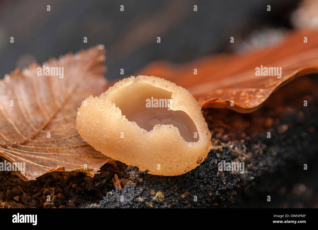 Peziza fungi hi-res stock photography and images - Alamy