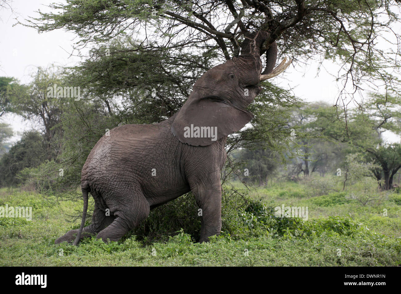 Destructing nature hi-res stock photography and images - Alamy