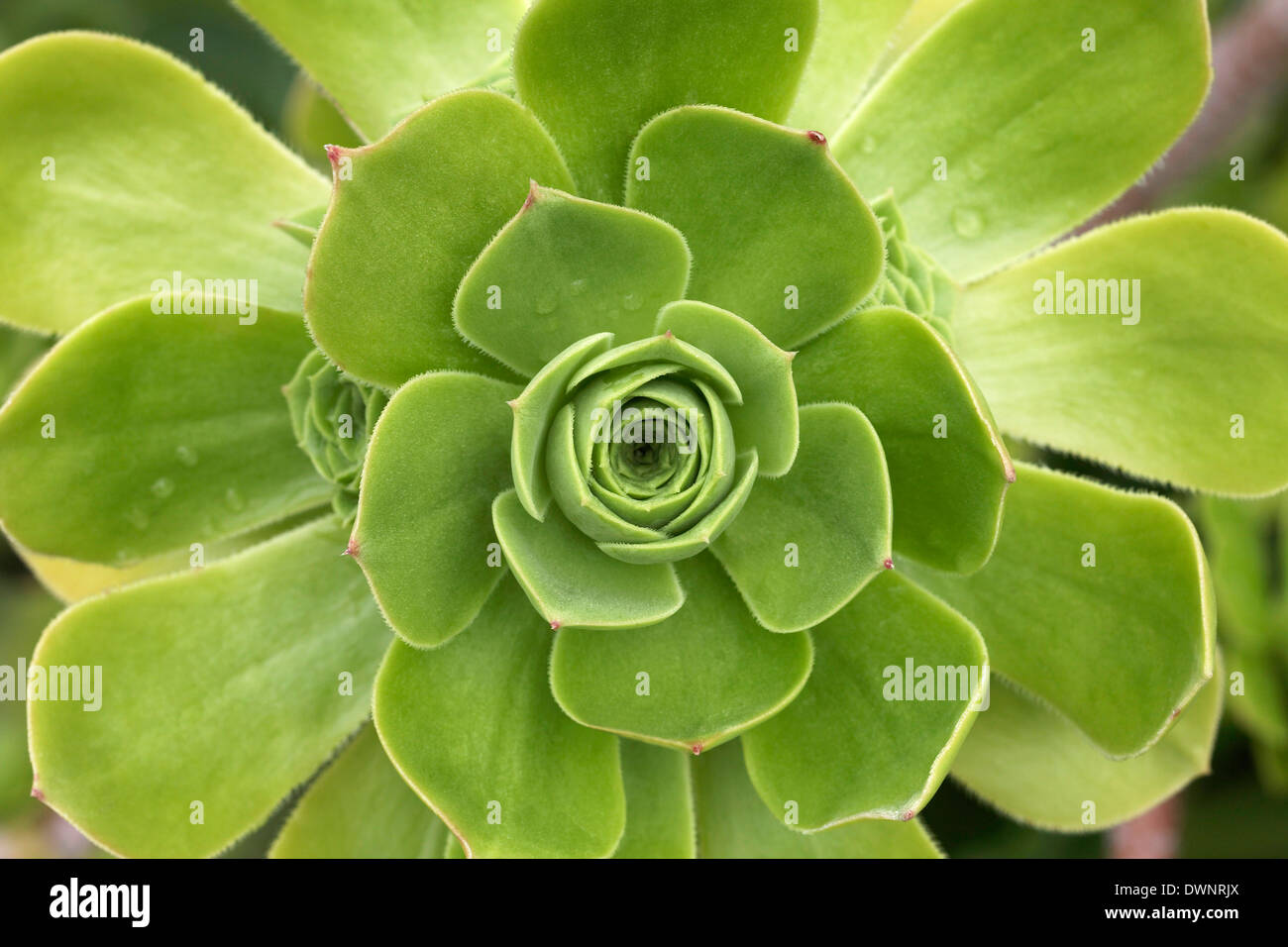 Aeonium (Aeonium balsamiferum), native to the Canary Islands Stock ...