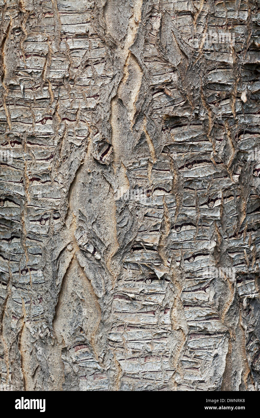 Parts of a tree hi-res stock photography and images - Alamy