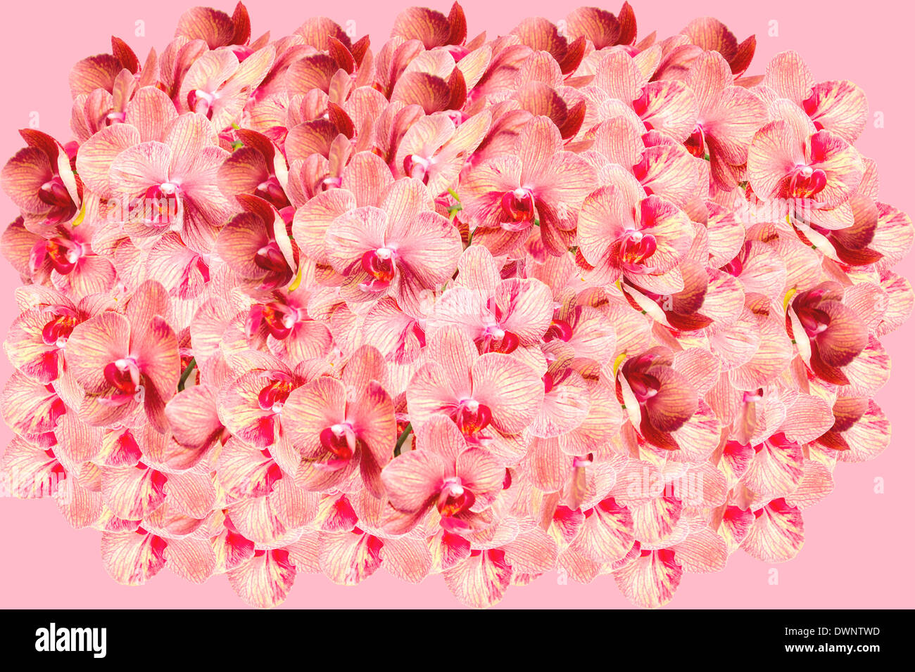 Very big bunch of spotted orchid flowers on pink background Stock Photo ...