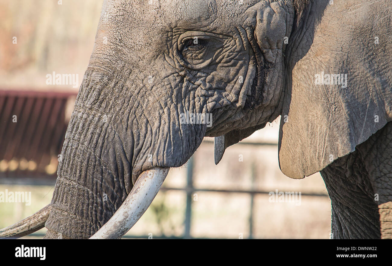Elephant head hi-res stock photography and images - Alamy