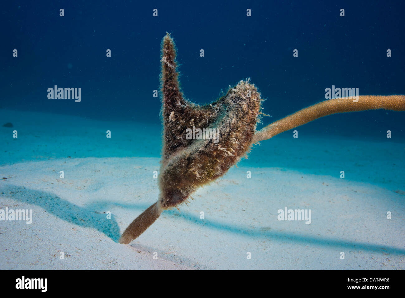 Oyster underwater hi-res stock photography and images - Alamy