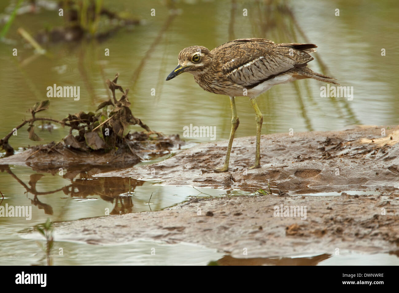 Burhinus Vermiculatus High Resolution Stock Photography and Images - Alamy