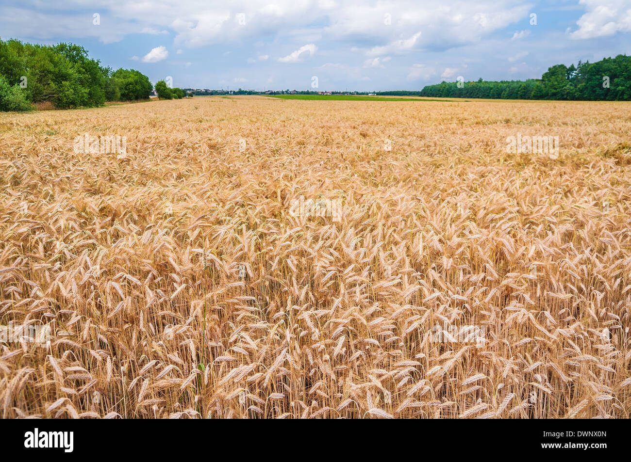 Landscape of the yellow wheat field in Czech Republic Stock Photo - Alamy