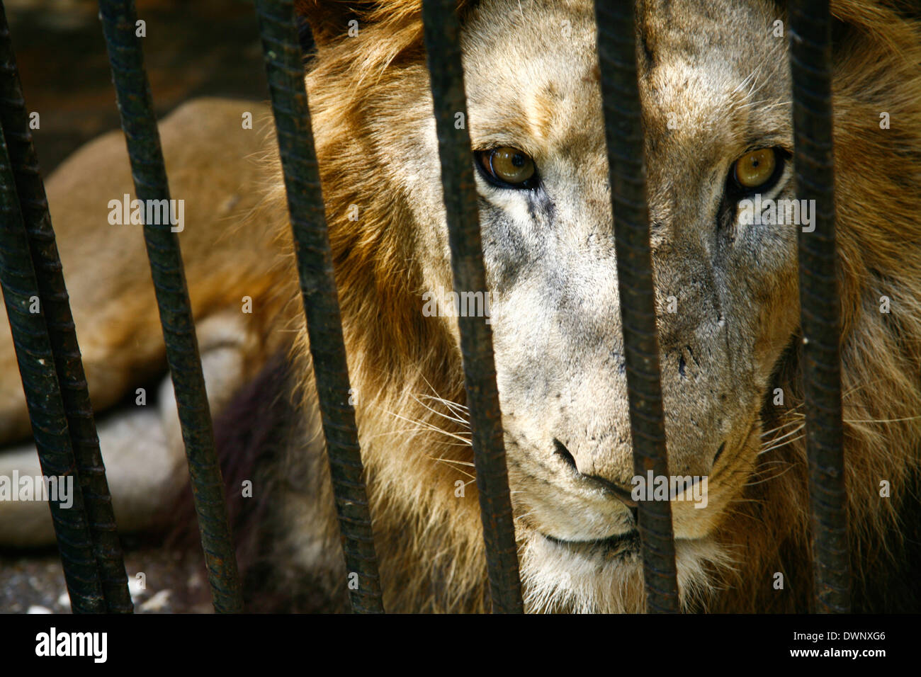 Lion behind cage hi-res stock photography and images - Alamy