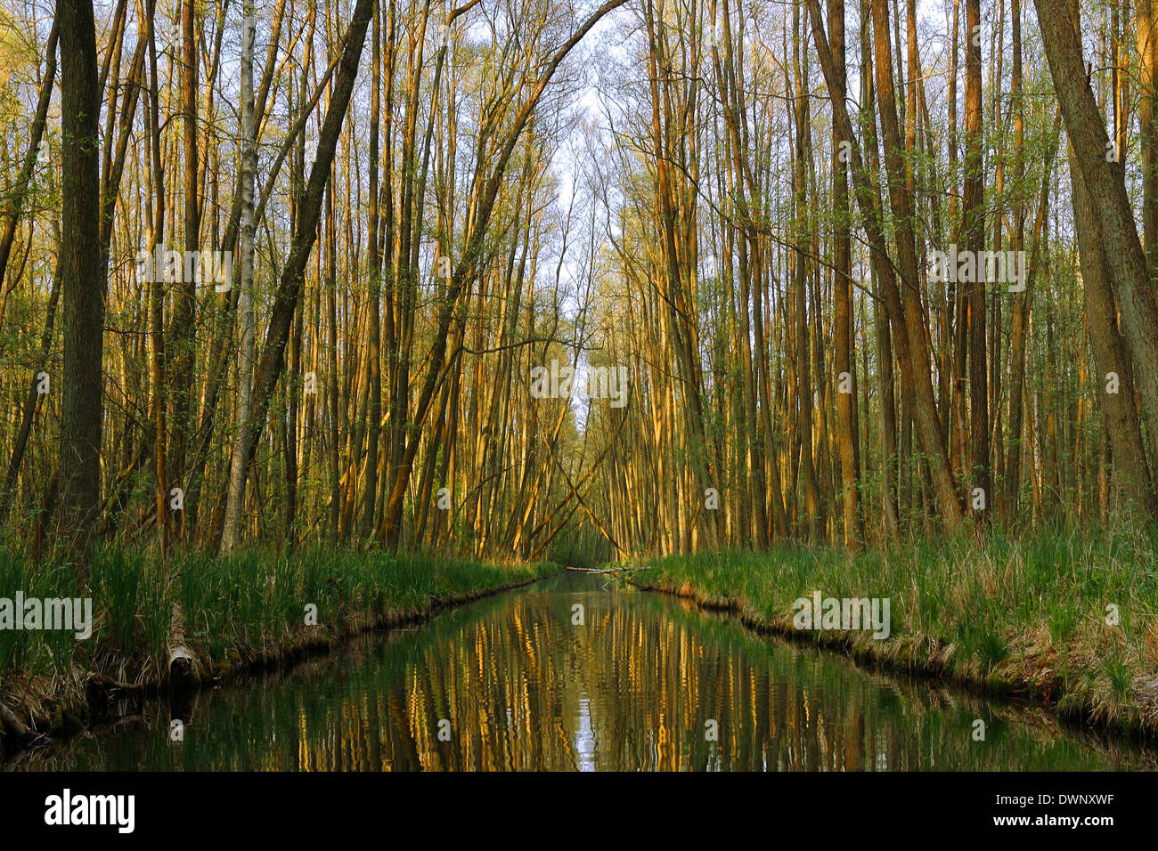 Marshy habitat hi-res stock photography and images - Alamy