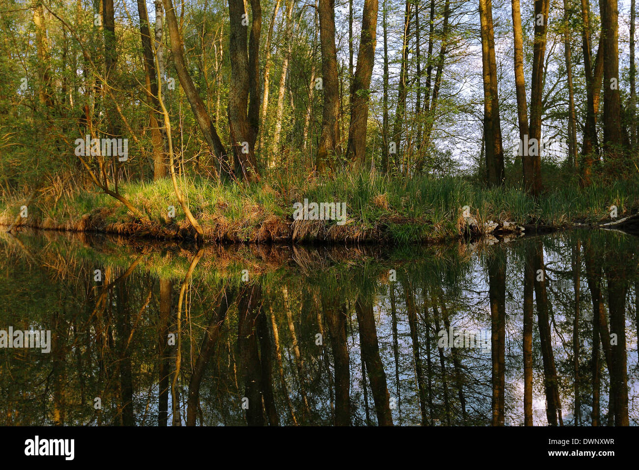Marshy habitat hi-res stock photography and images - Alamy