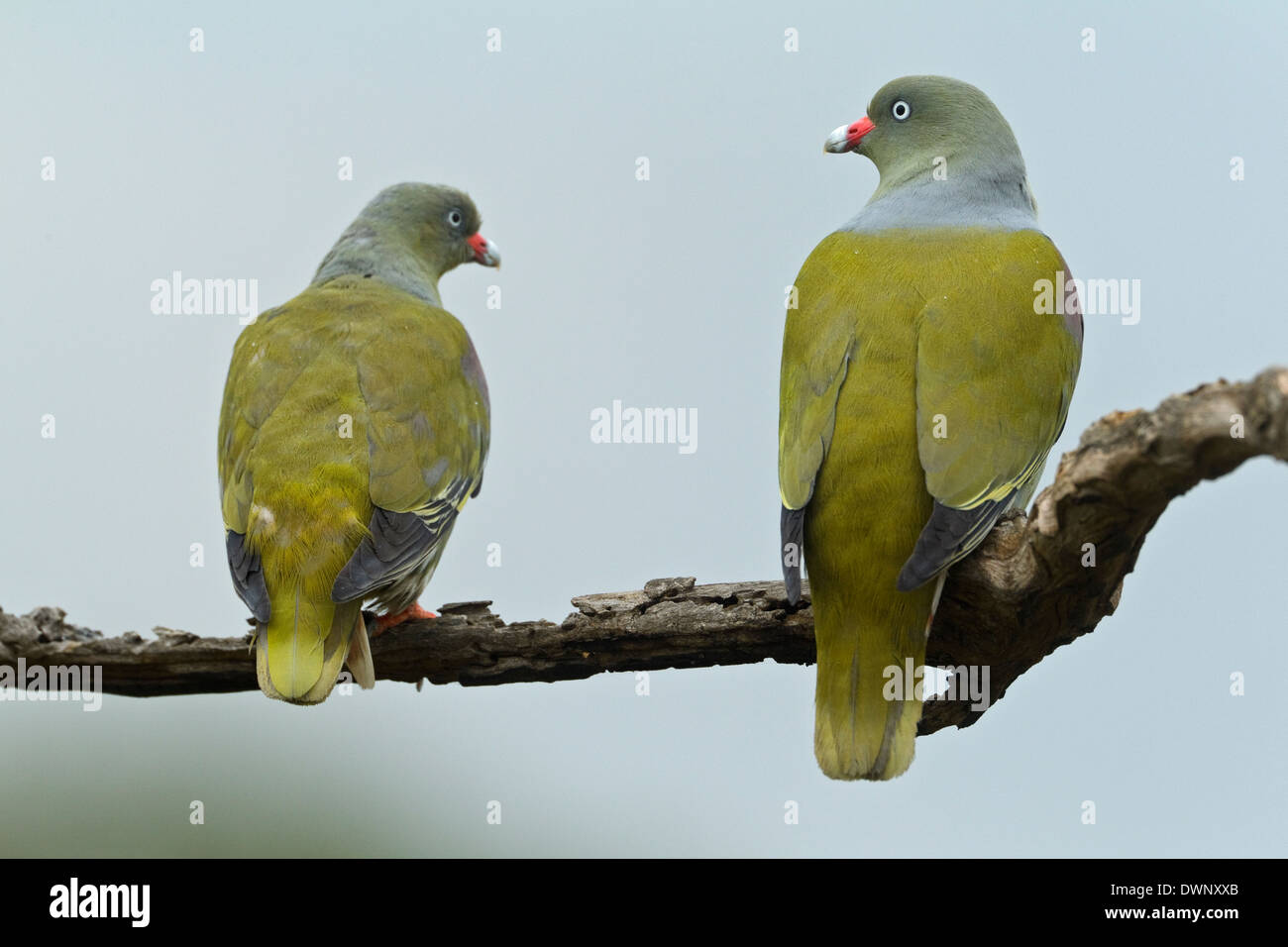 African Green Pigeons (Treron calvus), perched on a branch, Kruger ...