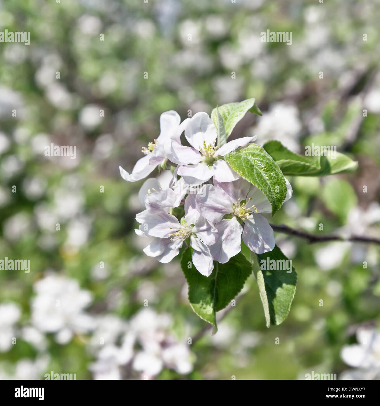 Apple blossoms in a commercial apple orchard Stock Photo - Alamy