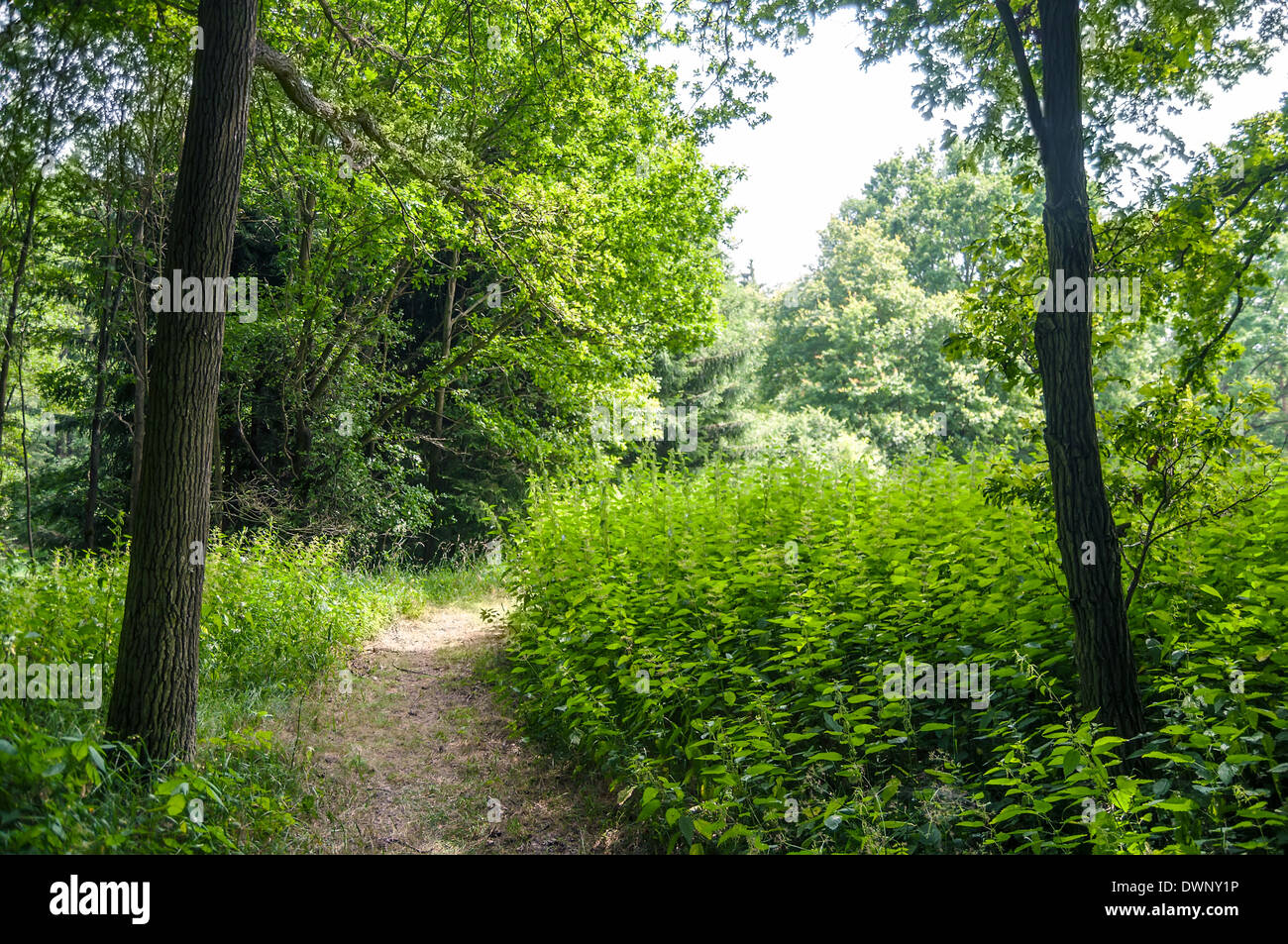 Green plants in forest hi-res stock photography and images - Alamy