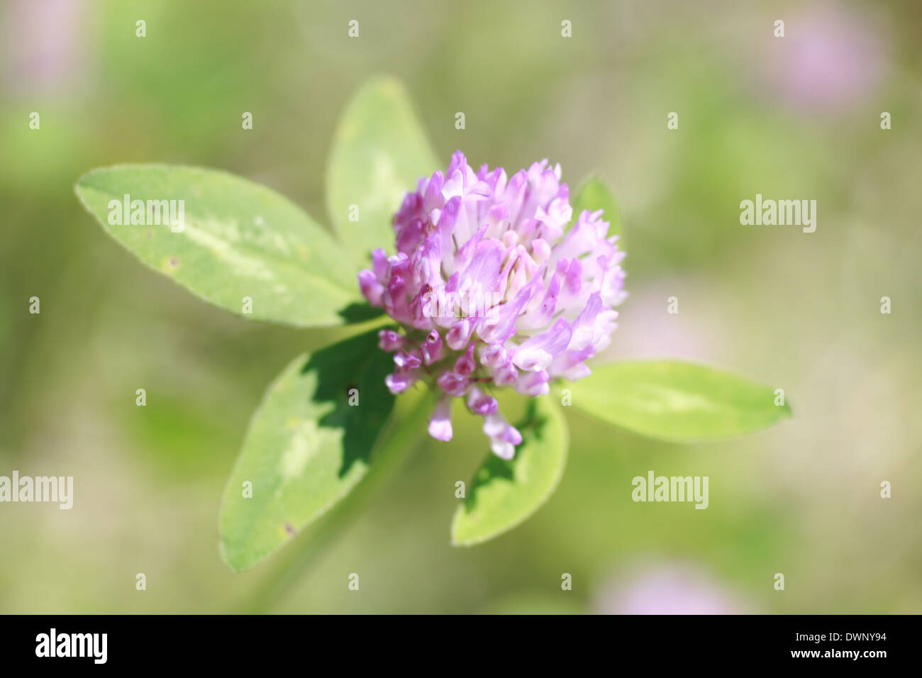 Bean clover hi-res stock photography and images - Alamy