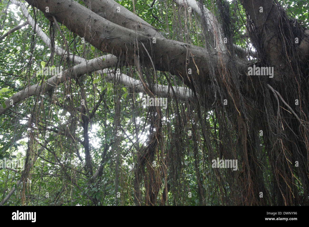 Aerial root tree Stock Photo - Alamy