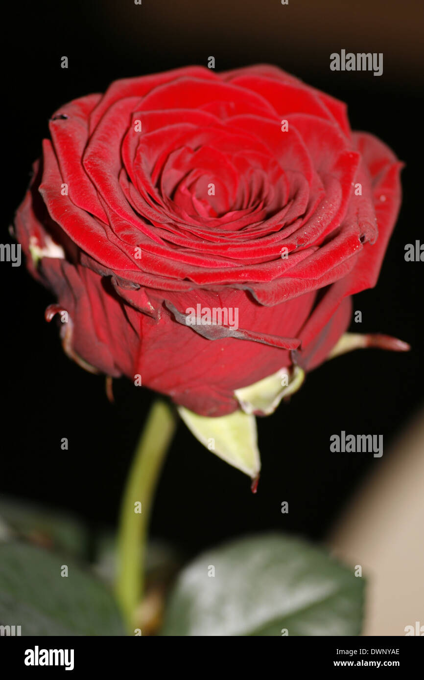 Rose from above hi-res stock photography and images - Alamy