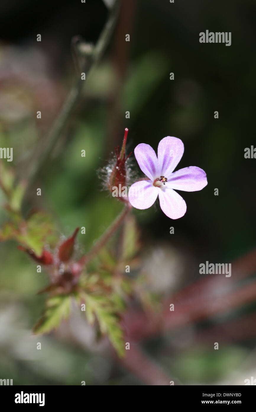 Blossom of a Red Robin Stock Photo - Alamy
