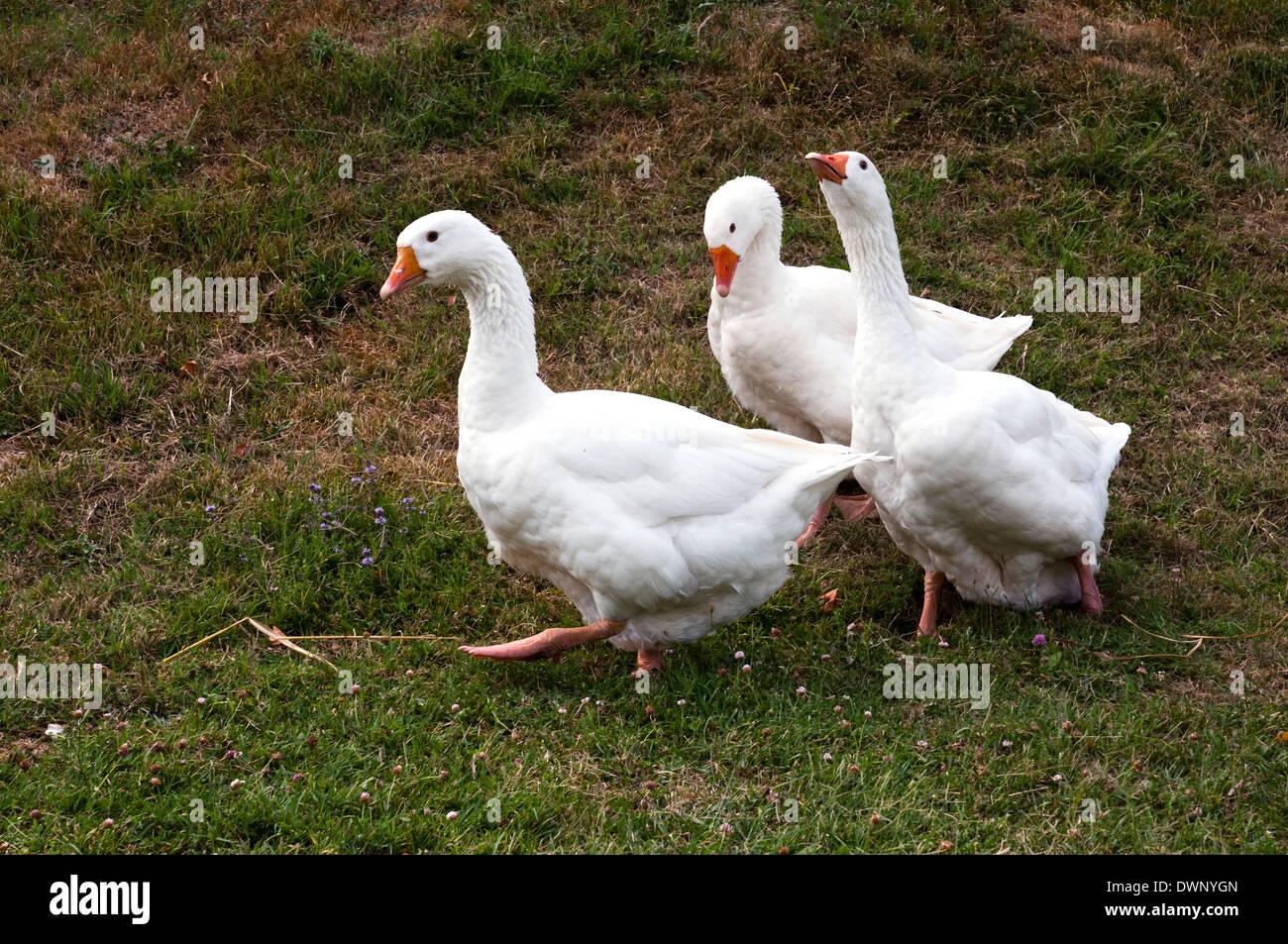 three white geese walking through the meadow Stock Photo - Alamy