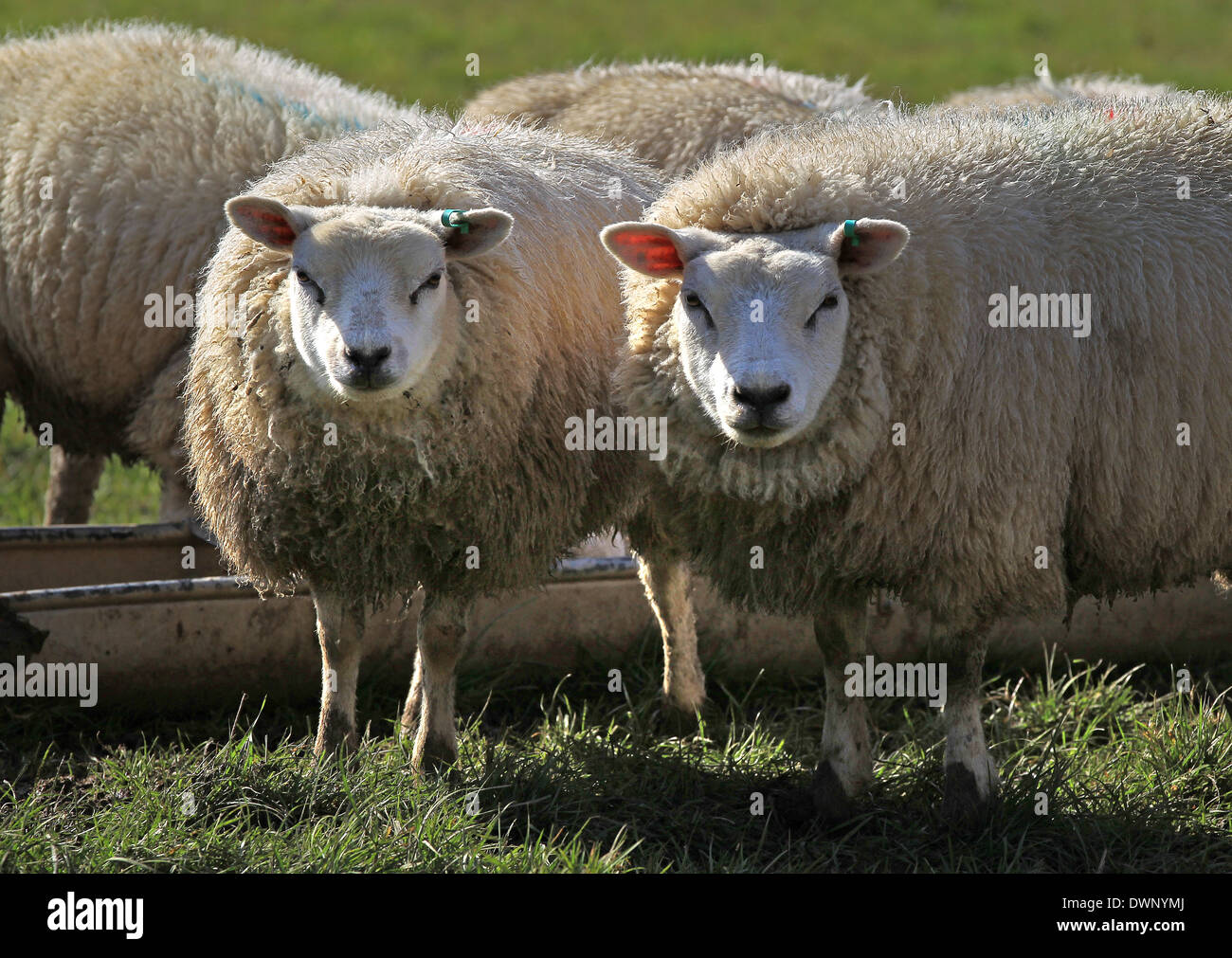 Two sheep staring at the camera Stock Photo - Alamy