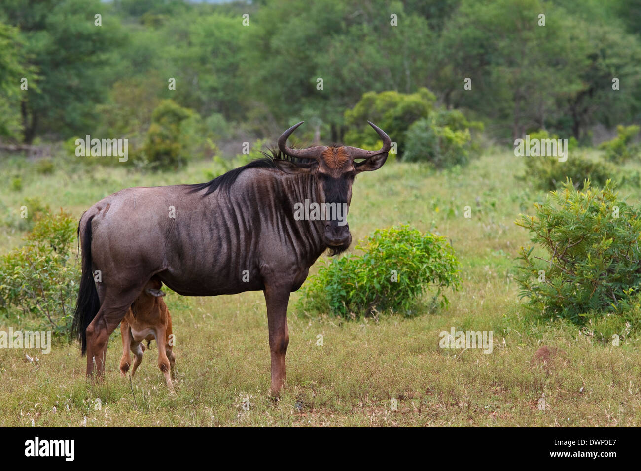 Blue wildebeest hi-res stock photography and images - Alamy