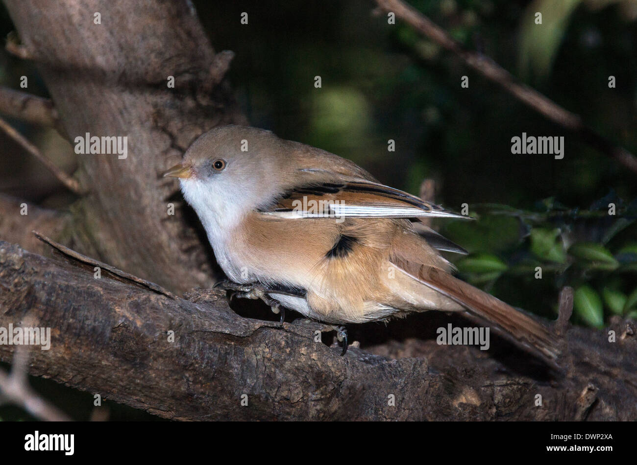 The Bearded Tit (Panurus biarmicus) is a charming small bird with a ...