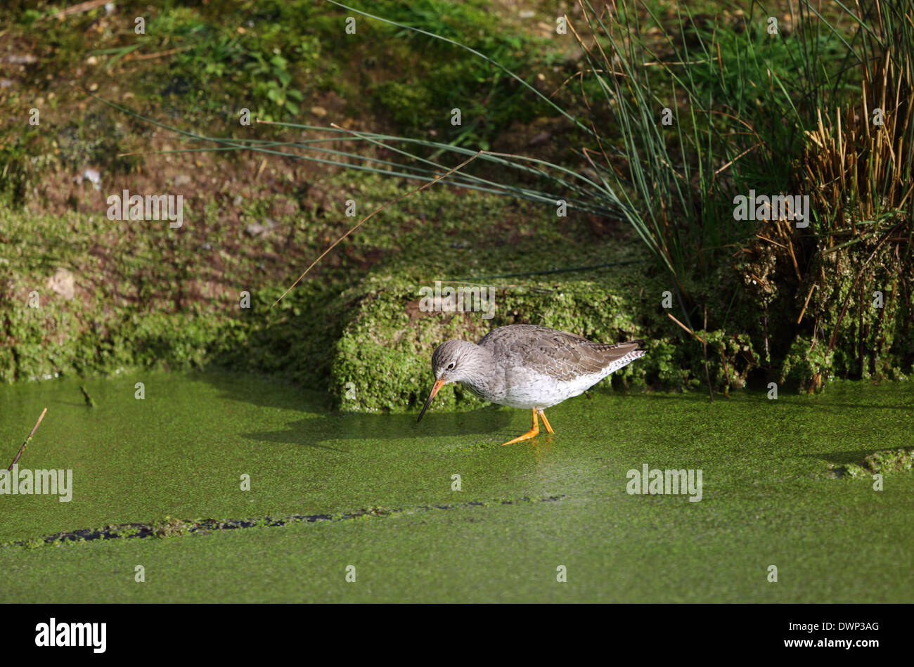 Uk coastal birds hi-res stock photography and images - Alamy