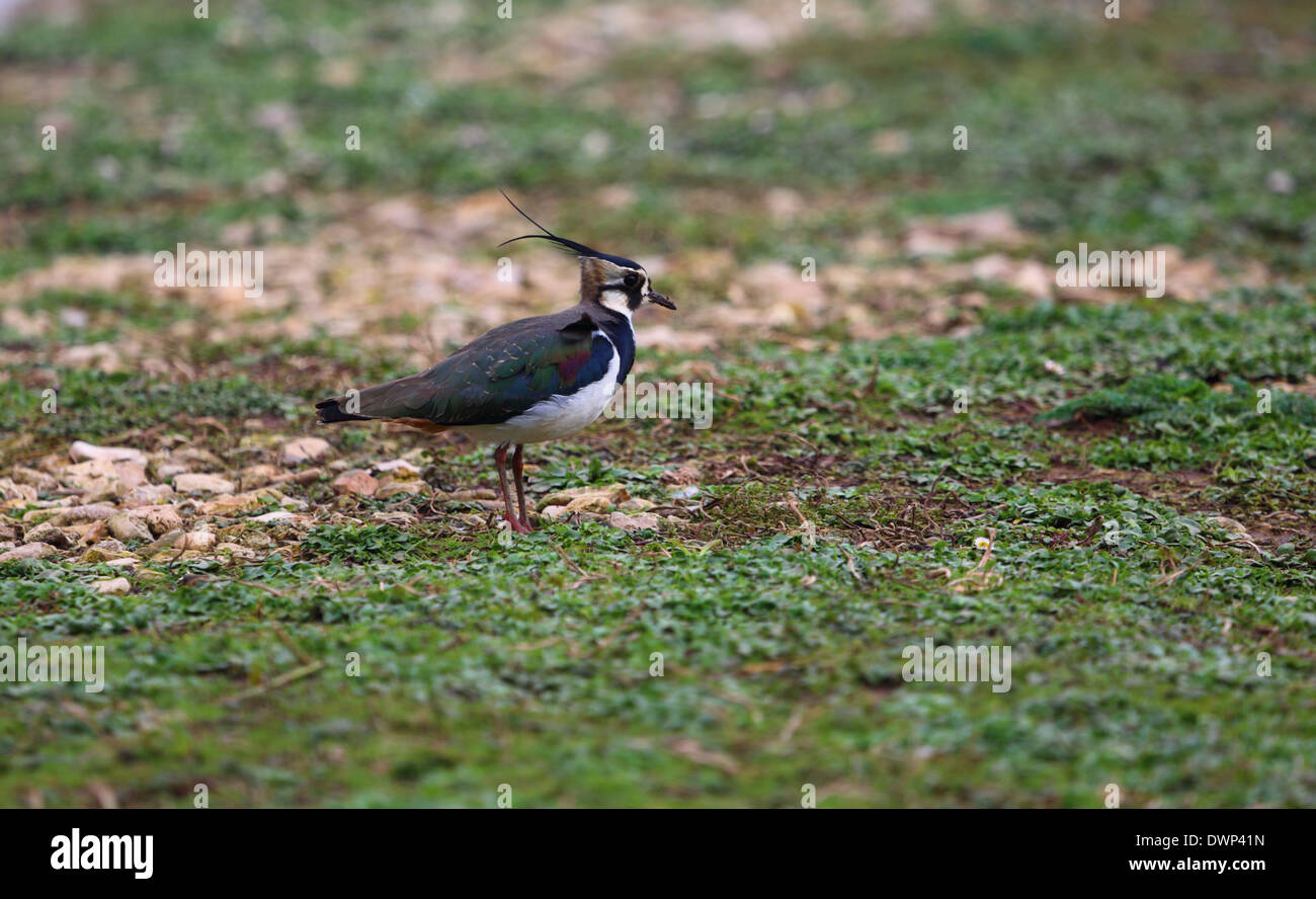 Lapwing peewit hi-res stock photography and images - Alamy