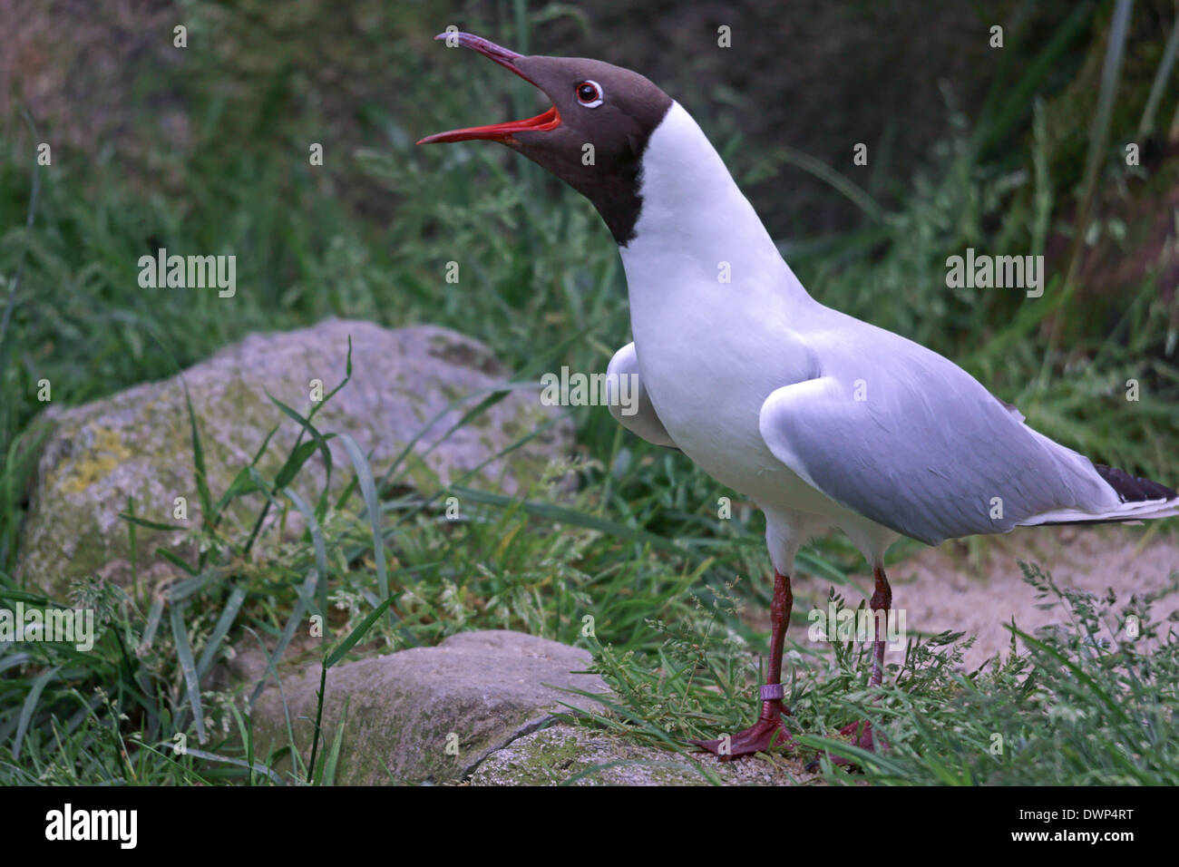 Black-headed Gull (Larus ridibundus ) in summer plumage.Calling Stock ...