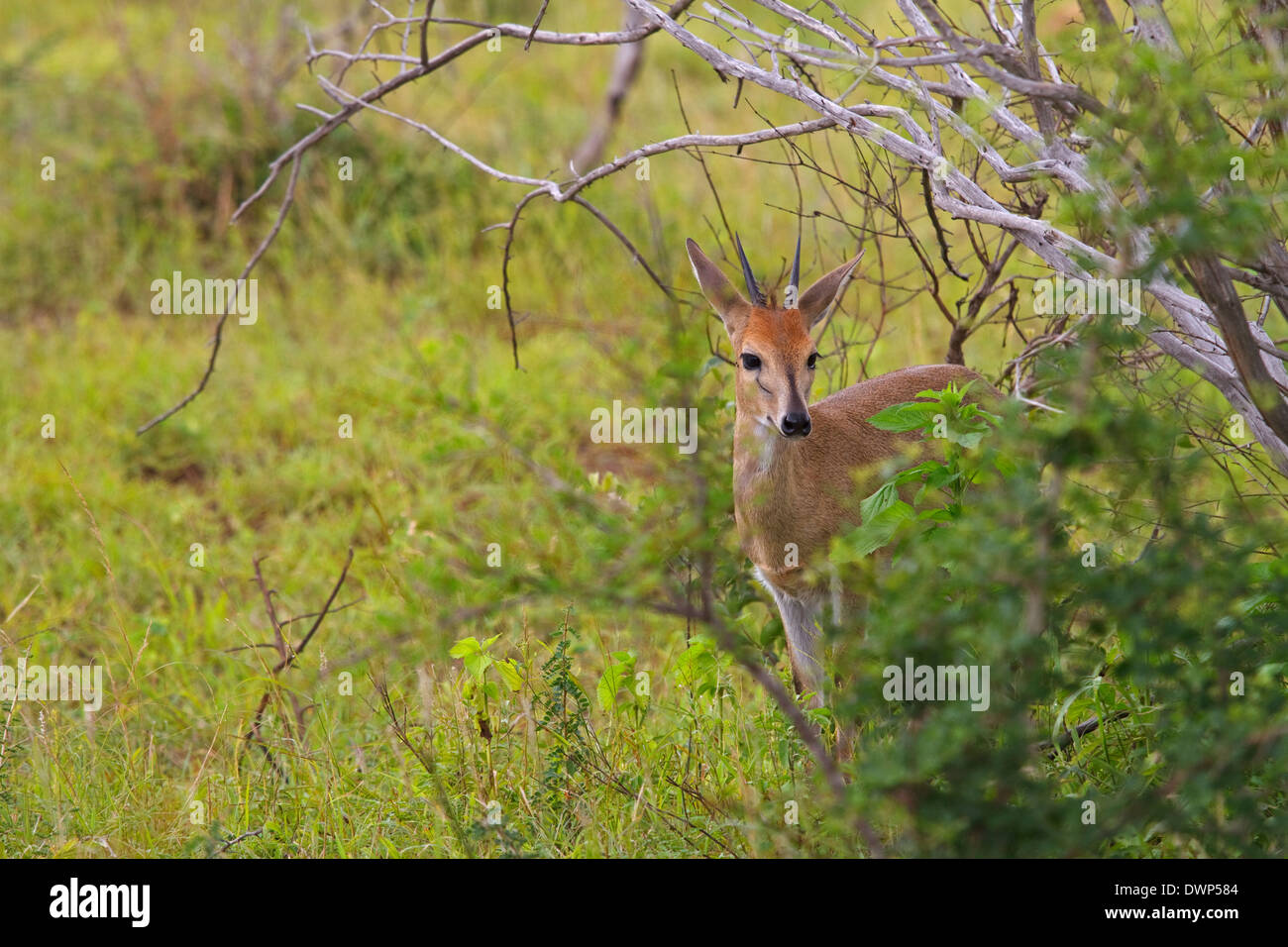 Common duiker, Bush duiker (Sylvicapra grimmia), Kruger National Park ...