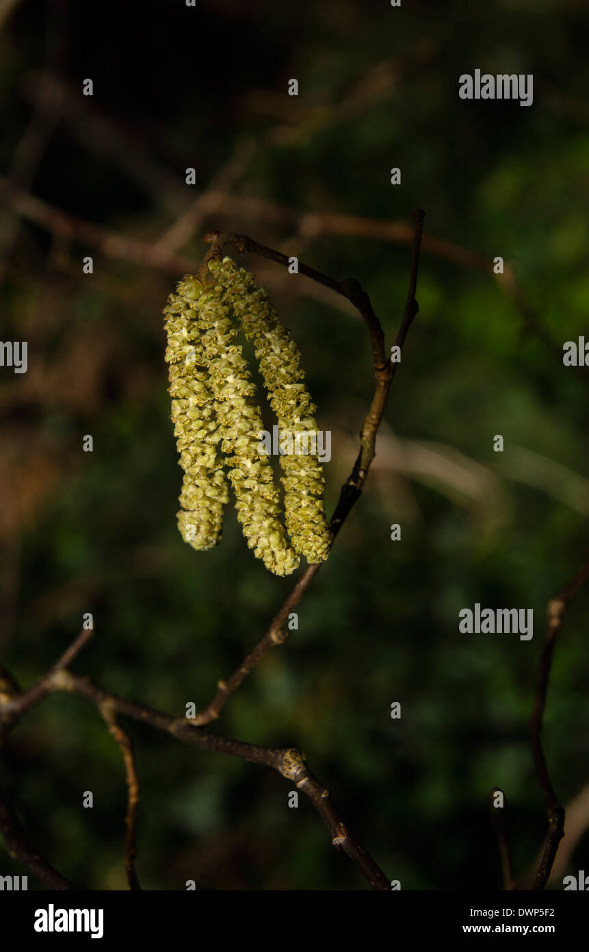 catkins the flowering parts of the hazel tree Corylus avellana. These ...