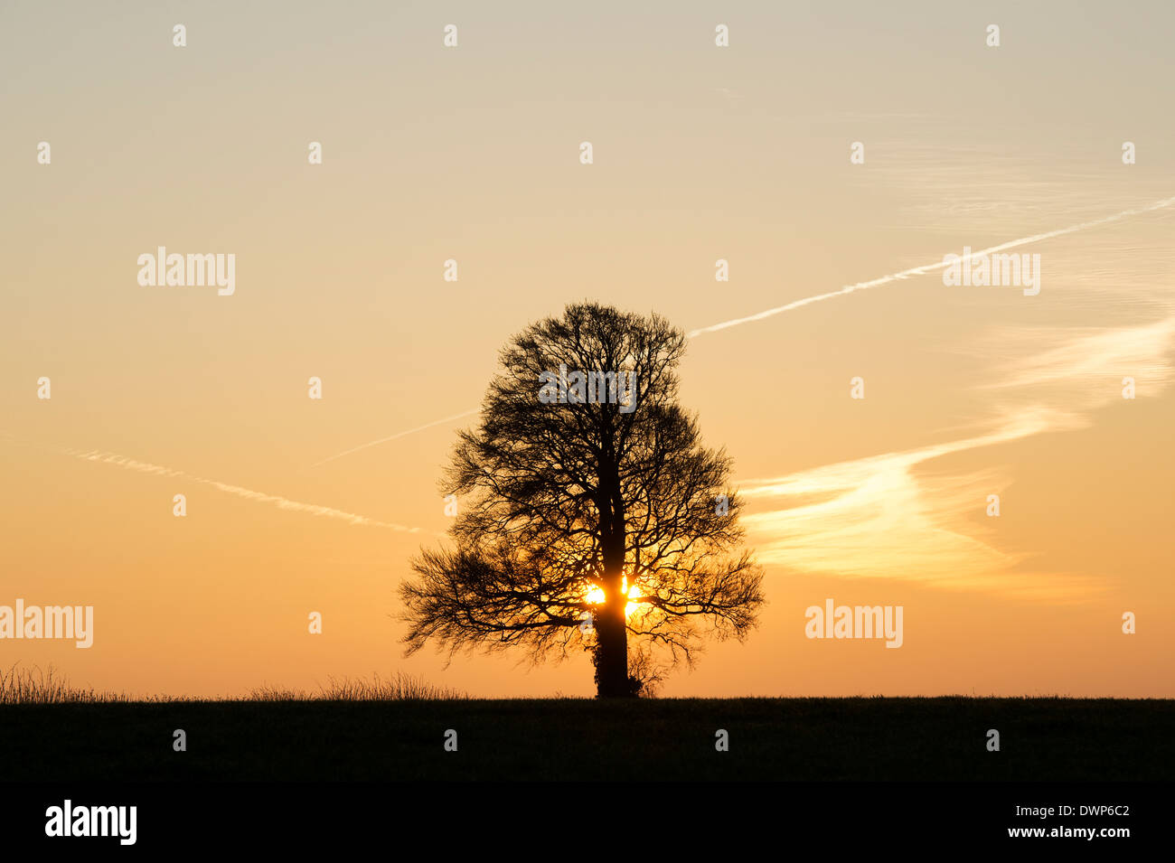Quercus. Oak Tree sunrise silhouette in the English countryside Stock ...