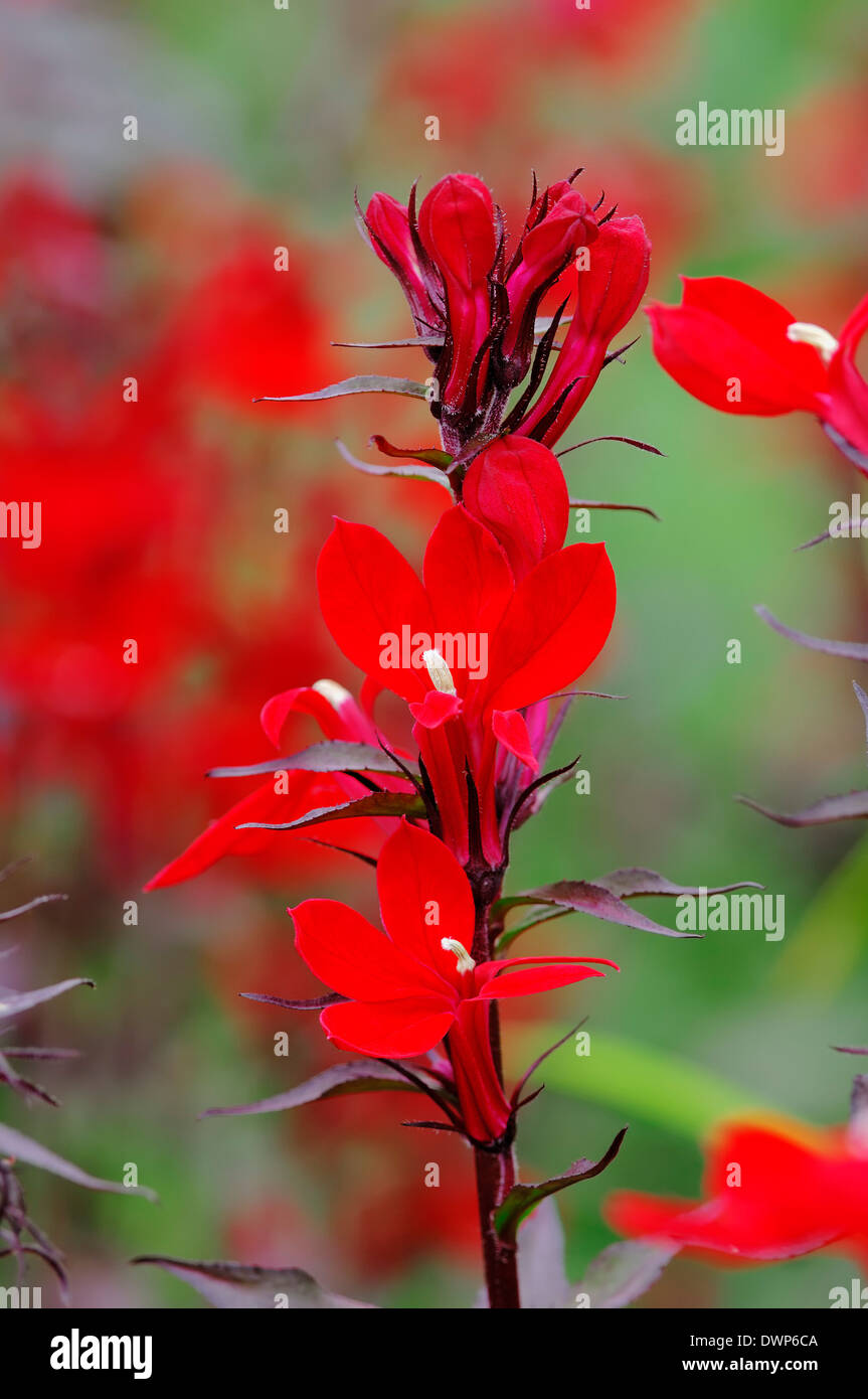 Lobelia (Lobelia x speciosa Stock Photo - Alamy