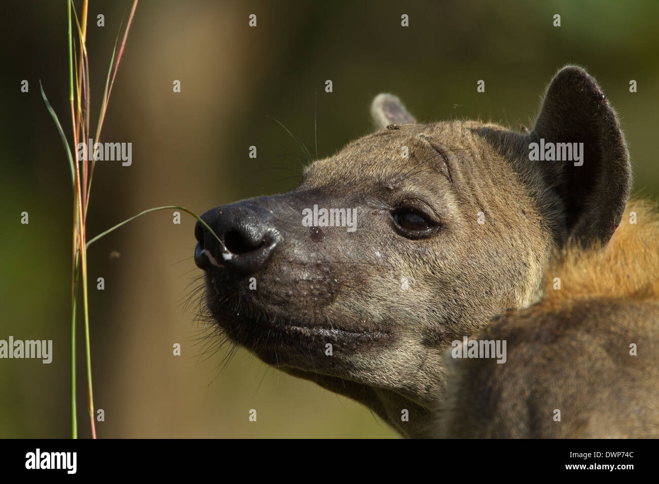 Spotted hyena crocuta crocuta hi-res stock photography and images - Alamy