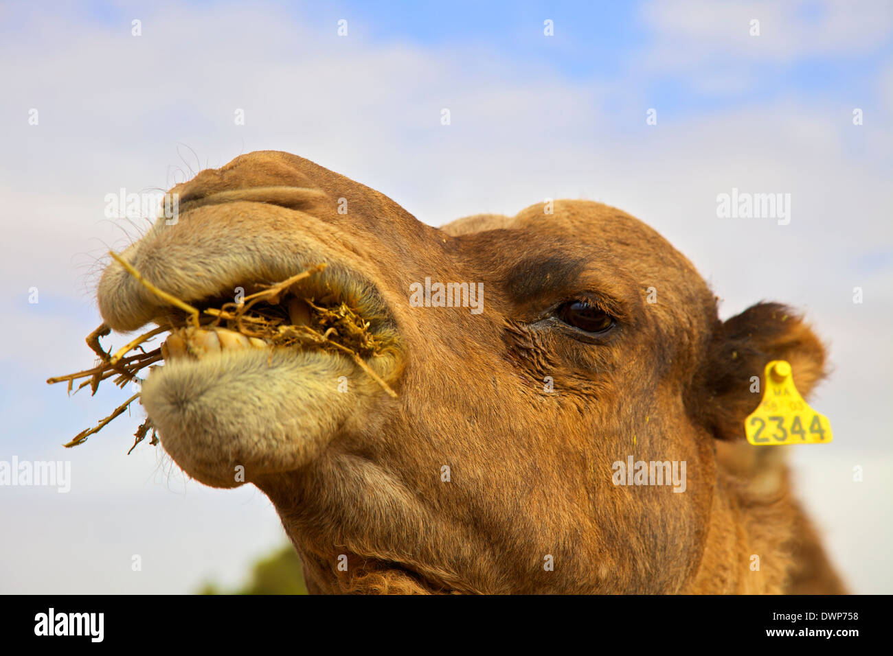 Camel eating hi-res stock photography and images - Alamy
