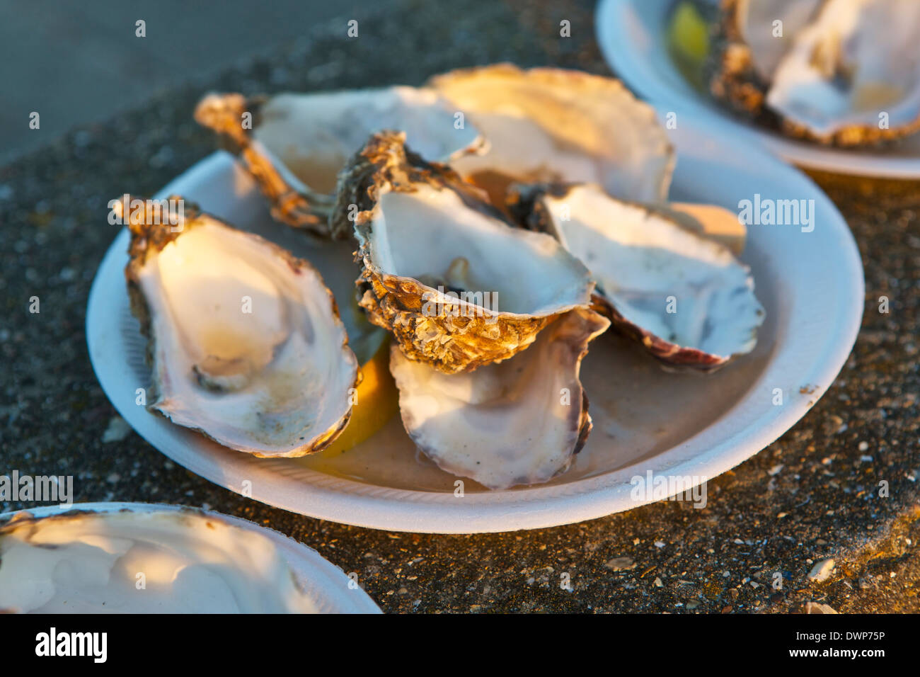 Empty whitstable oyster shells hi-res stock photography and images - Alamy