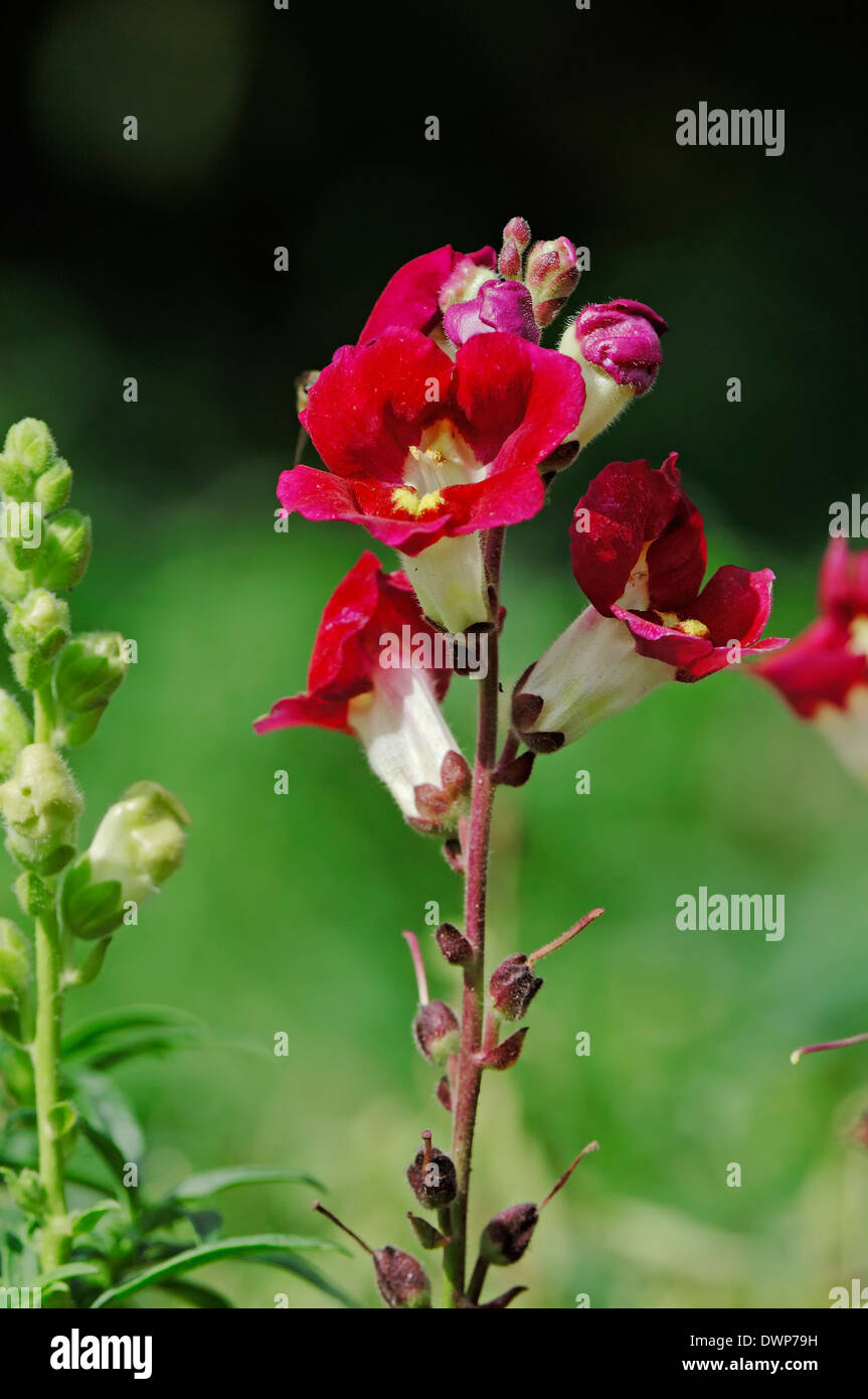 Common Snapdragon (Antirrhinum majus), France Stock Photo - Alamy