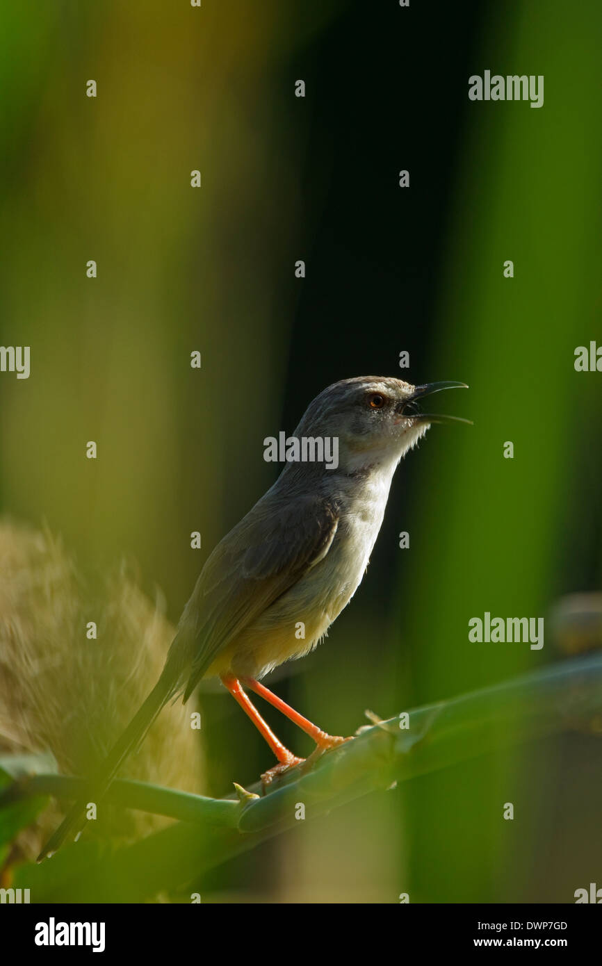 Sings on a twig hi-res stock photography and images - Alamy