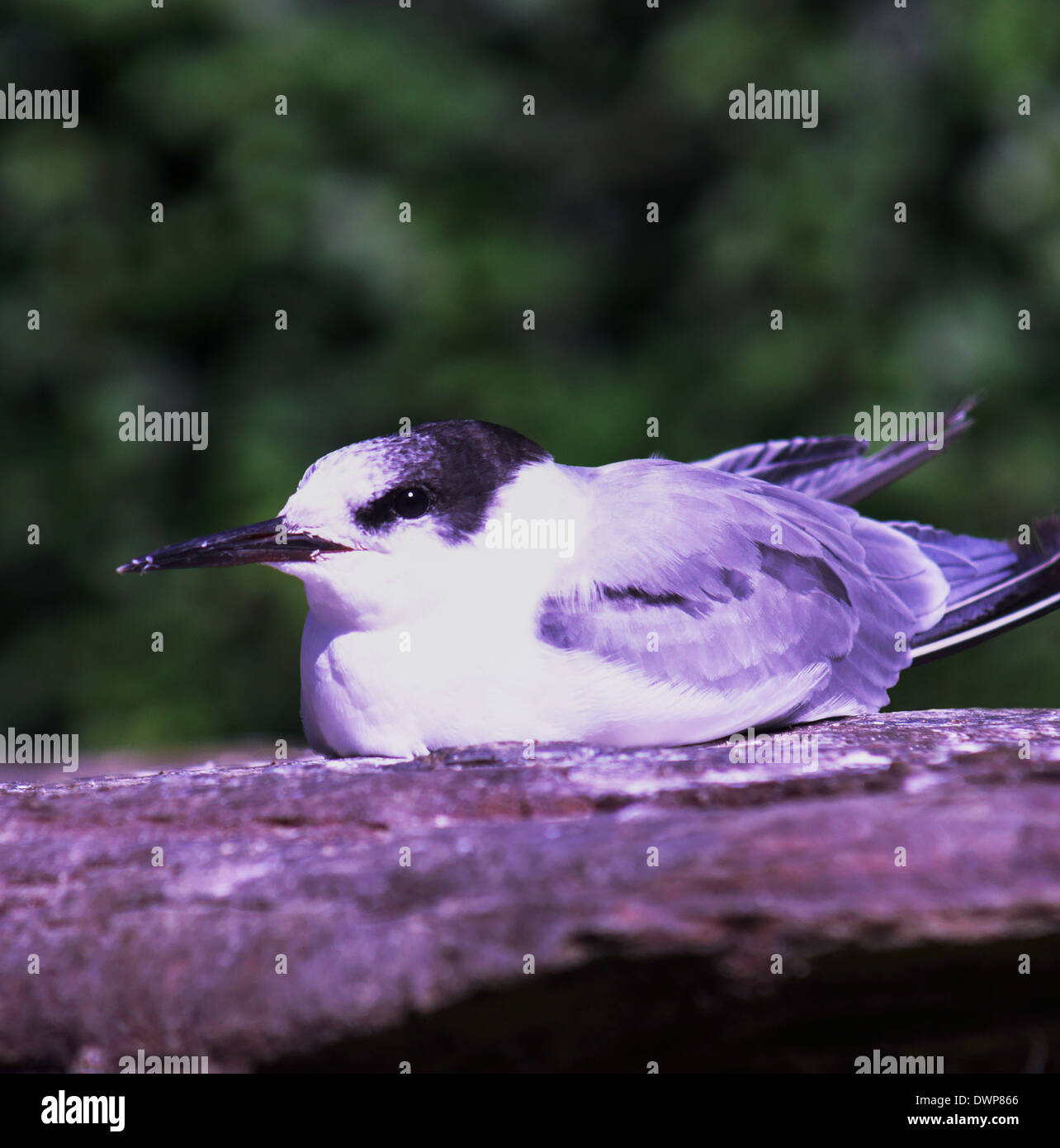 Common Tern ( Sterna hirundo ).ist winter bird Stock Photo - Alamy