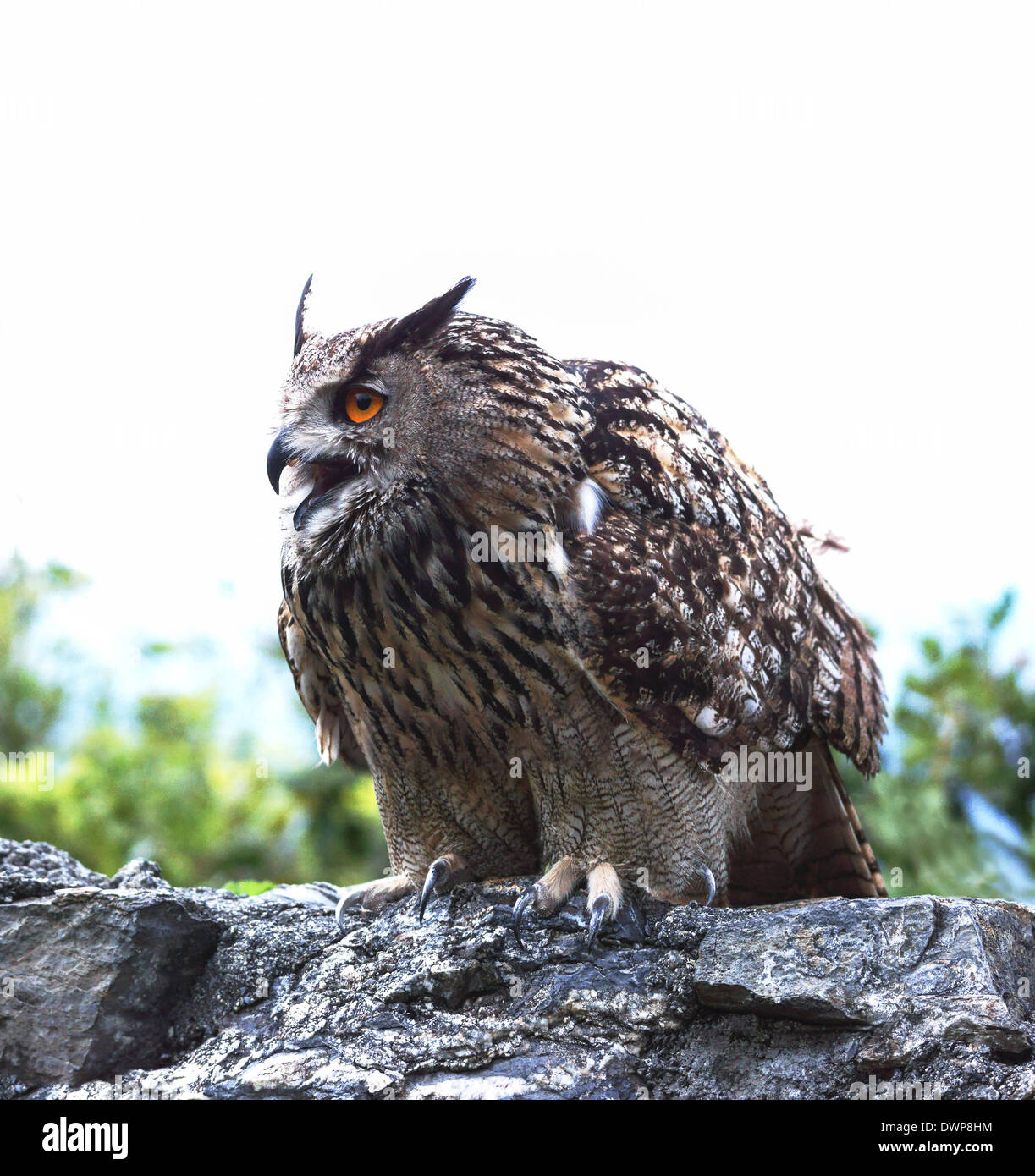 Adult Eagle Owl ( Bubo bubo Stock Photo - Alamy
