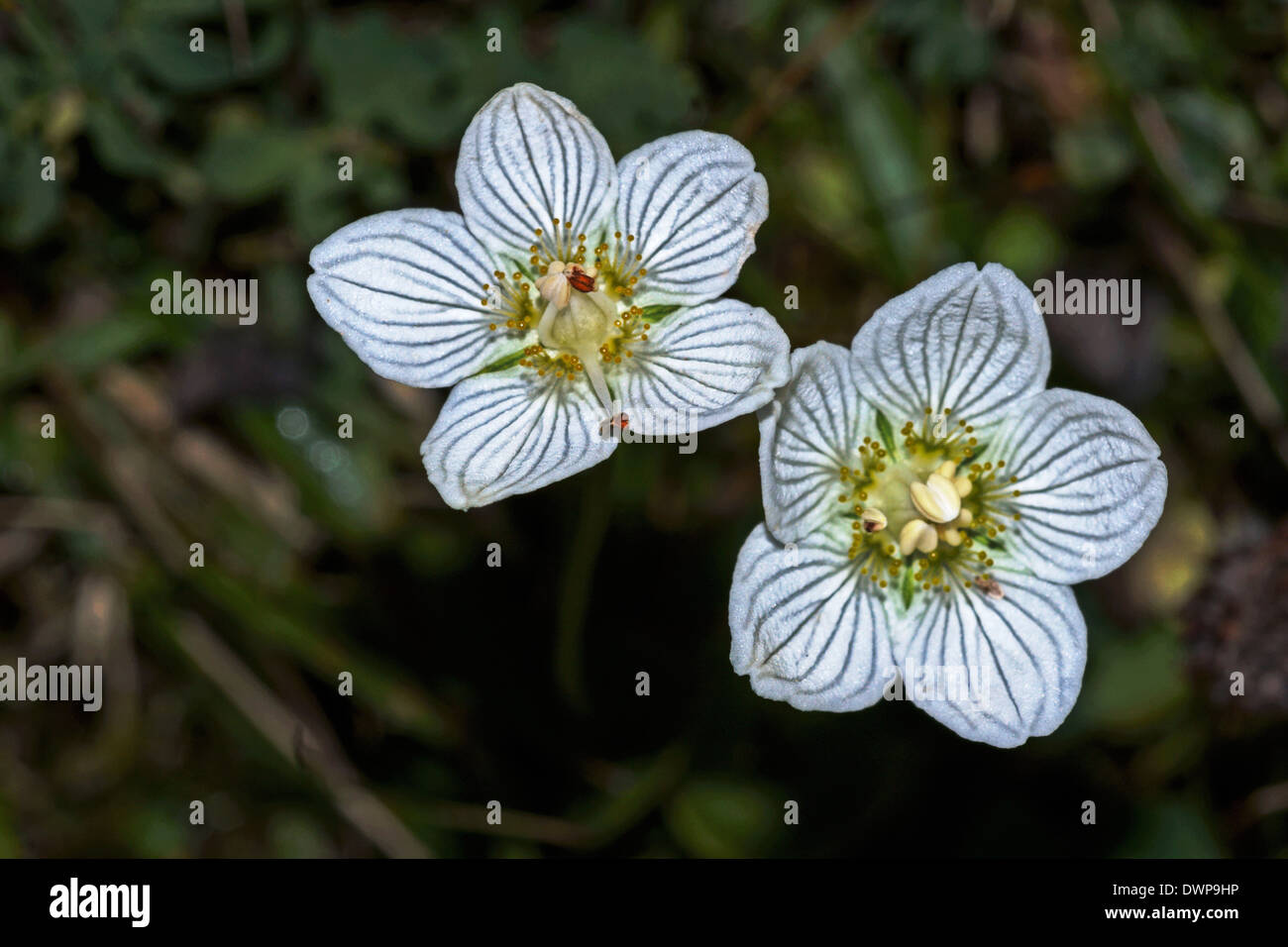 Grass of Parnassus (Parnassia palustris ). Close-up of flowers in the ...
