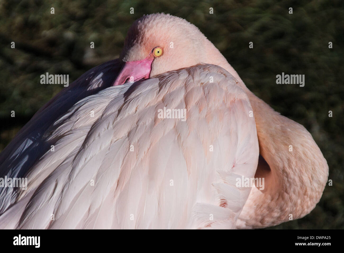 Greater flamingos pakistan hi-res stock photography and images - Alamy