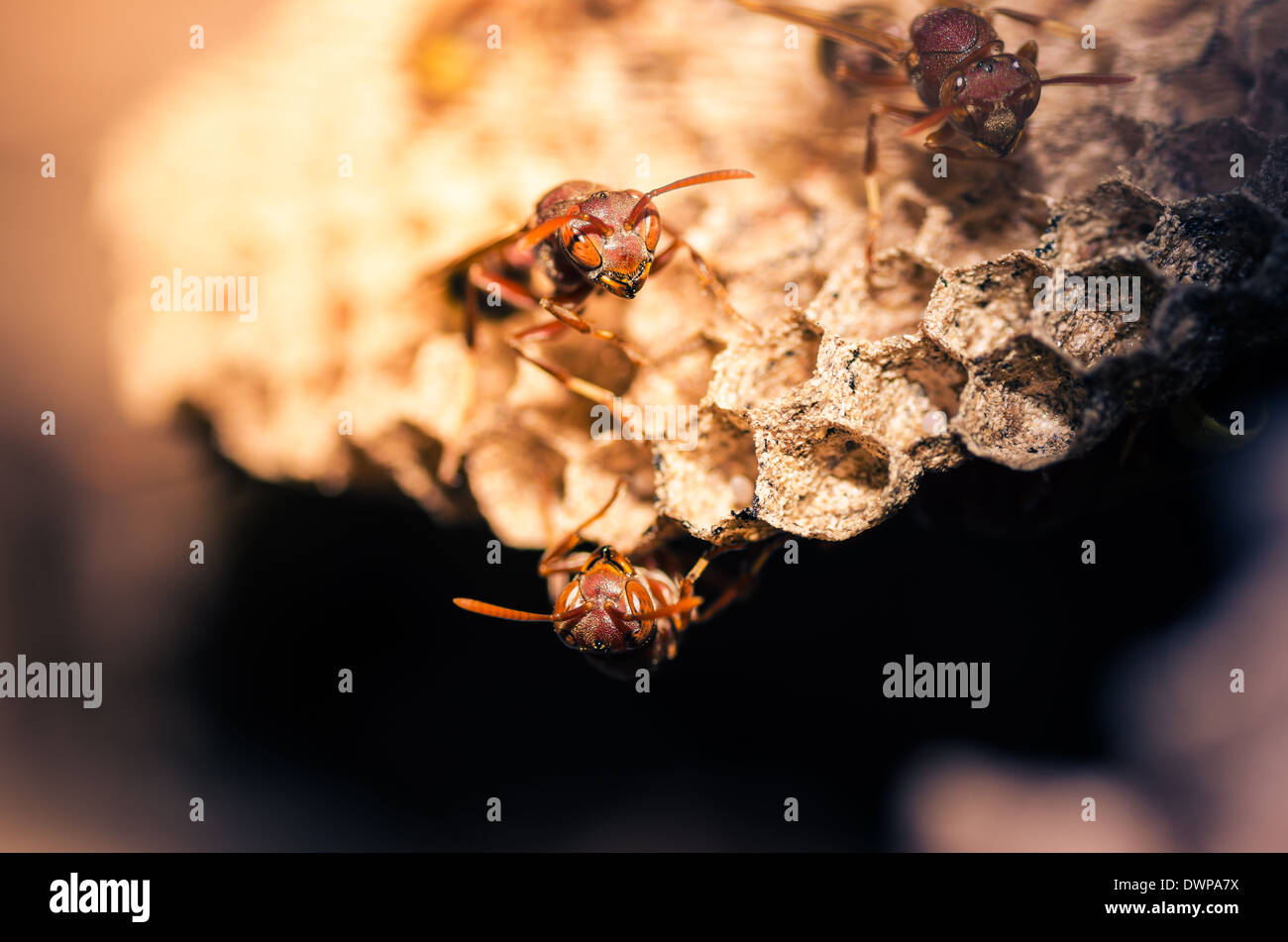 Brown wasp in the nest in colony insect concept Stock Photo - Alamy