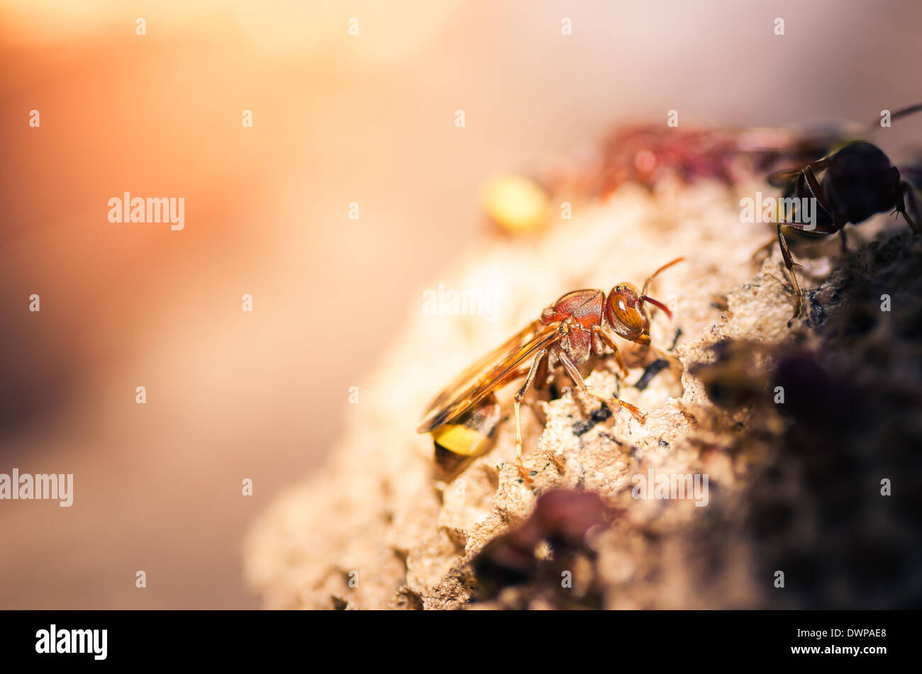 Brown wasp in the nest in colony insect concept Stock Photo - Alamy