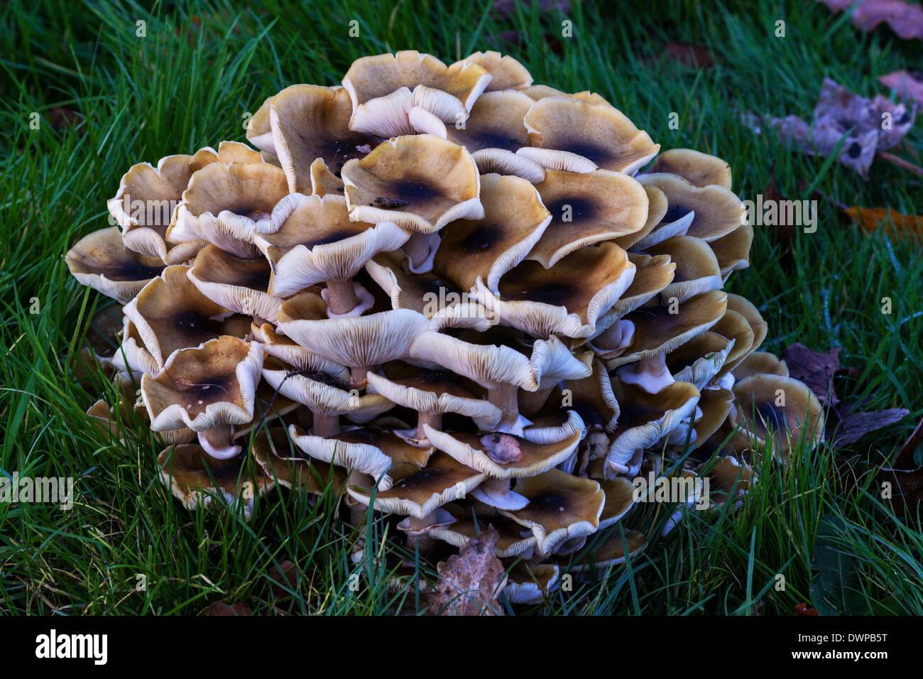 A large clump of Honey Fungus ( Armillaria mellea ) growing on a grass ...