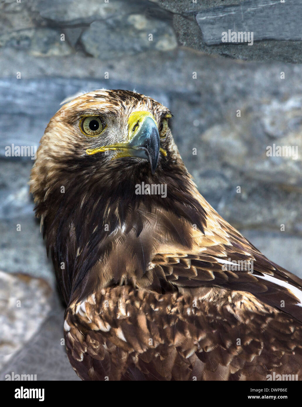 Imperial Eagle (Aquila heliaca ) Adult Stock Photo - Alamy