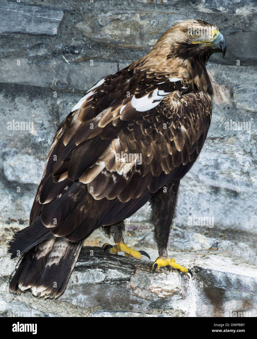 Imperial Eagle (Aquila heliaca ) Adult Stock Photo - Alamy