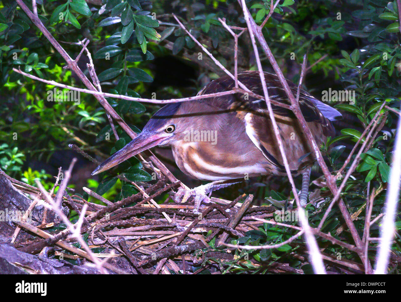 Female little bittern at the nest Stock Photo - Alamy