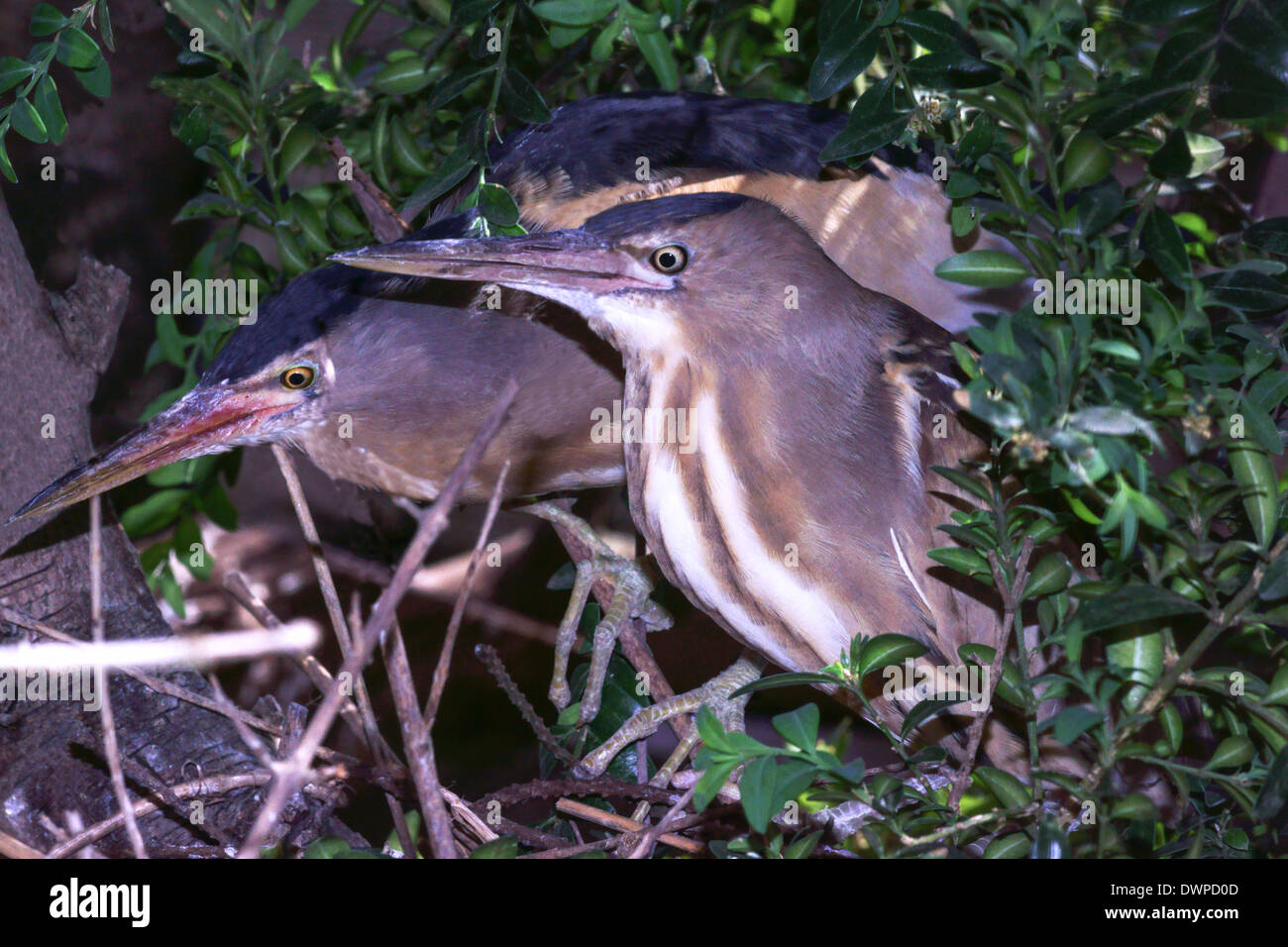Pair of Little Bittern at the nest containing eggs.The male is in the ...