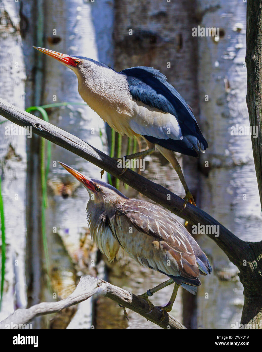 Male and female little bittern hi-res stock photography and images - Alamy