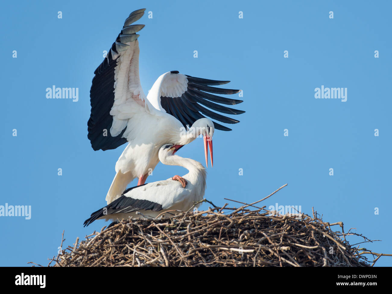 Mannheim, Germany. 12th Mar, 2014. Two white storks collect twigs to ...